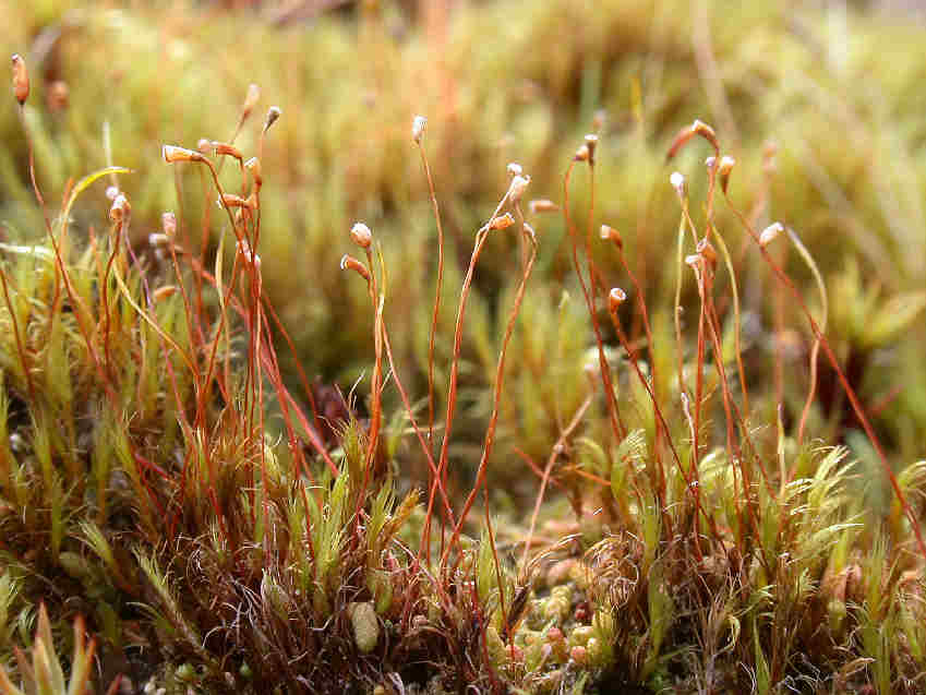 Dicranella subulata